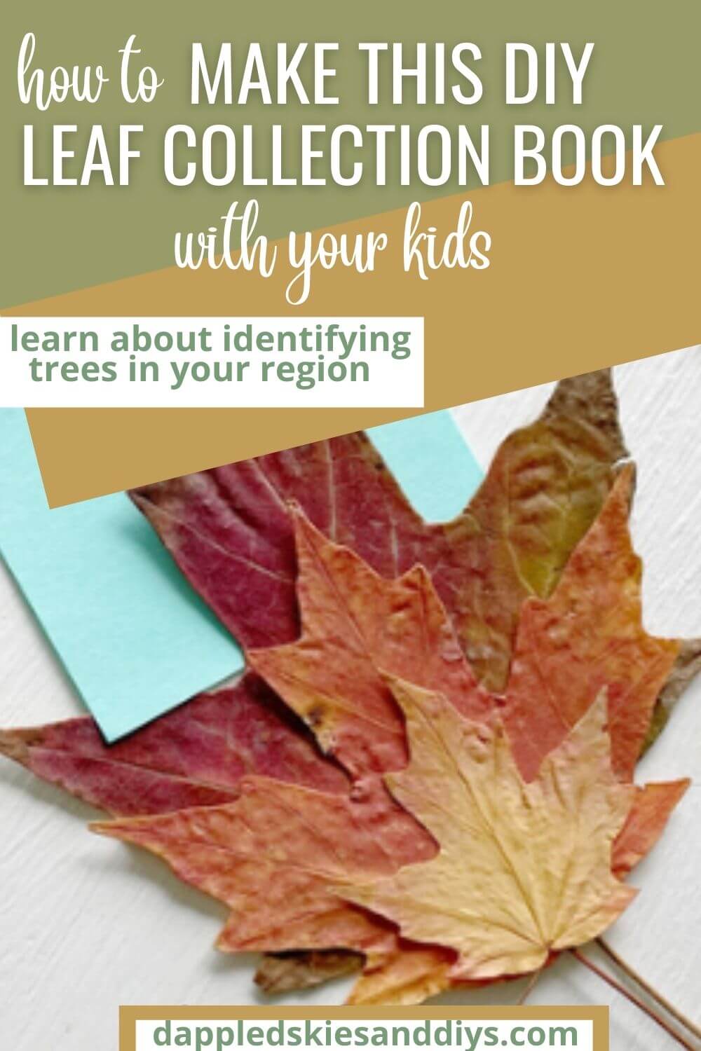 How to Make a Leaf Collection Book for Kids - Dappled Skies and Diys