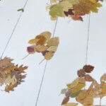 How to Make a Leaf Collection Book for Kids - Dappled Skies and Diys