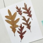 How to Make a Leaf Collection Book for Kids - dappled skies and diys