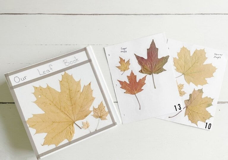 How to Make a Leaf Collection Book for Kids - Dappled Skies and Diys
