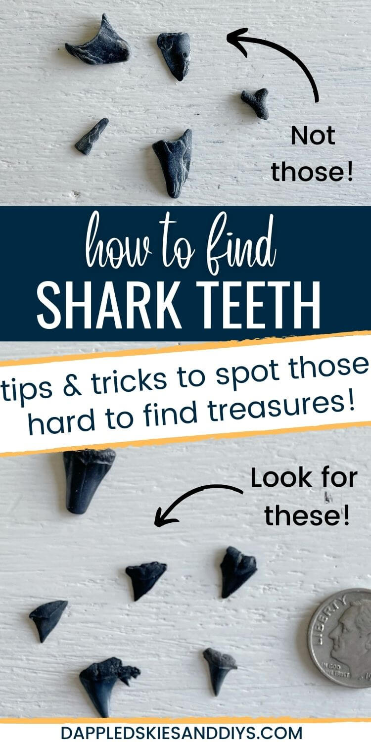Shark Tooth Hunting in the Carolinas - Dappled Skies and Diys